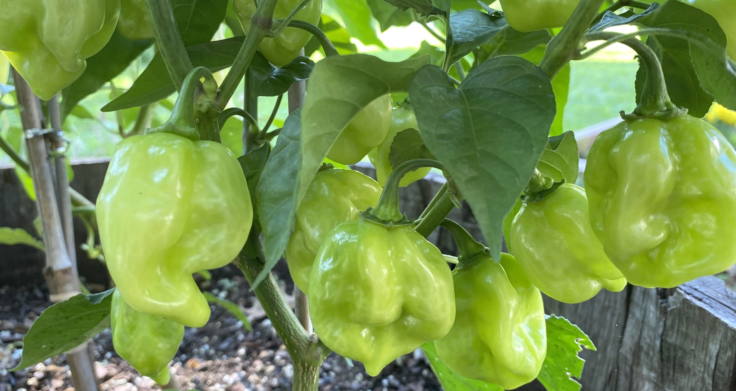 Pick a peck of Peppers - EdibleGardenGirl